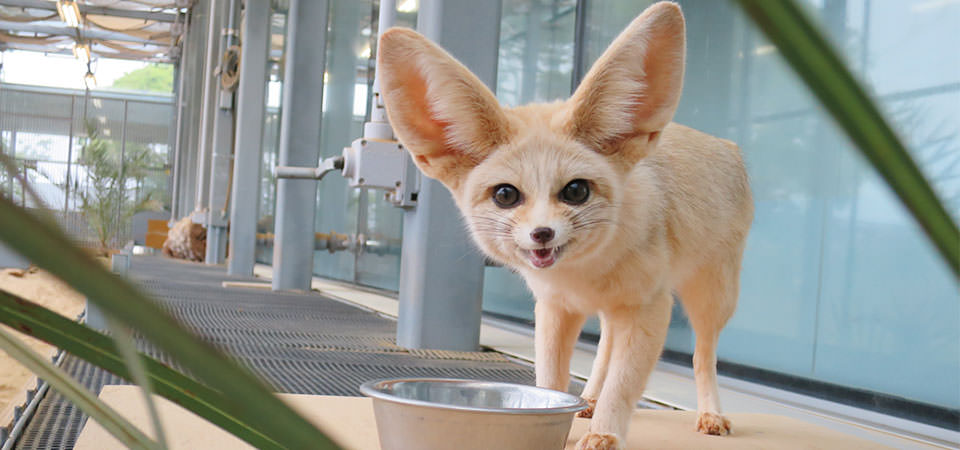 フェネック｜生き物紹介｜アクアマリンふくしま